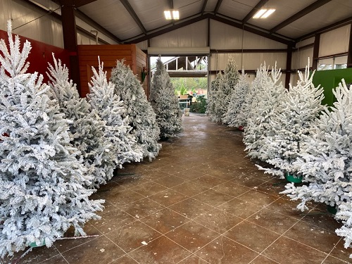 FISH RIVER TREES | HOME OF "LIVING CHRISTMAS TREES"